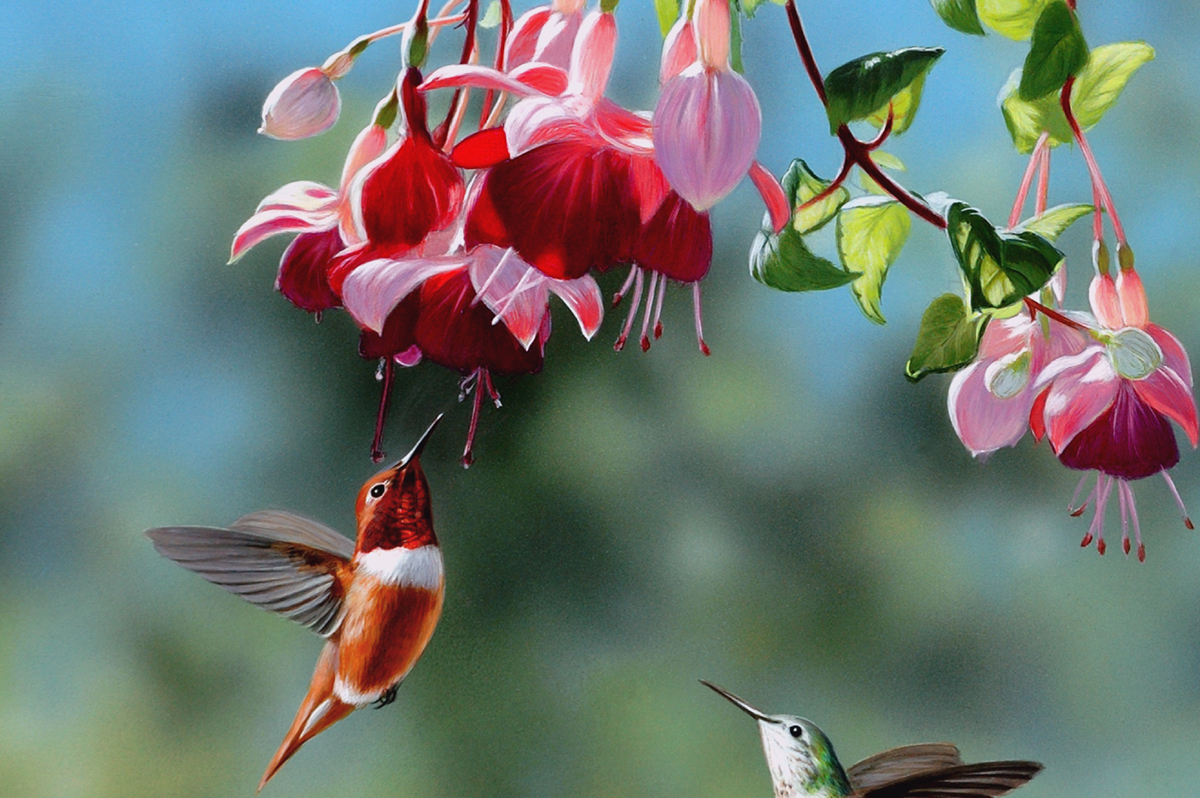 Fuchsia Hummingbirds | Julia Hargreaves