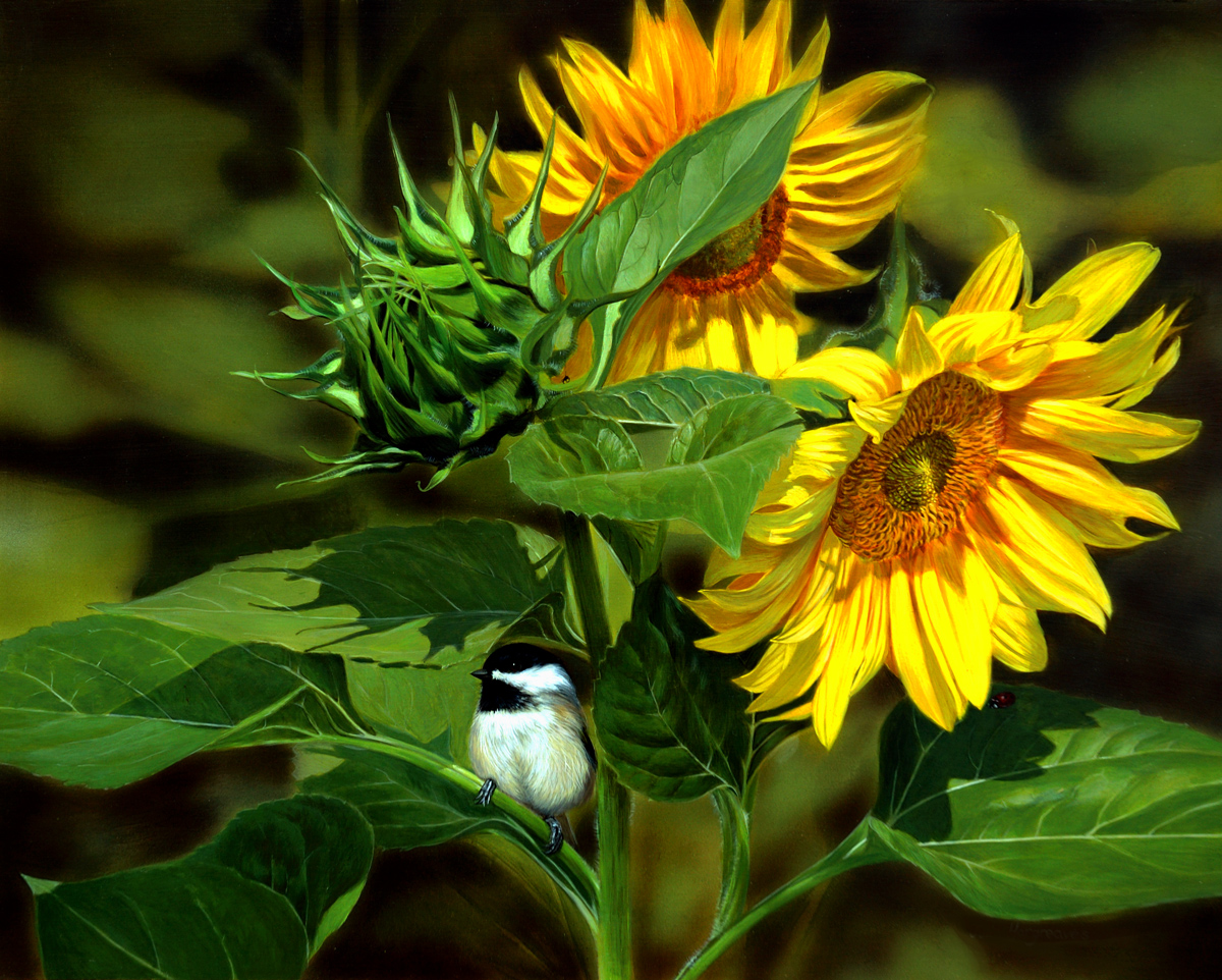 Sunflowers & Chickadee | Julia Hargreaves