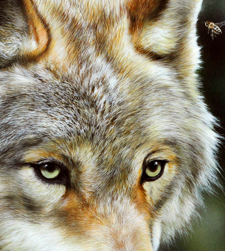 Cool Gaze | Julia Hargreaves