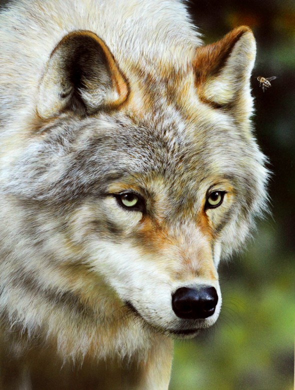 Cool Gaze | Julia Hargreaves