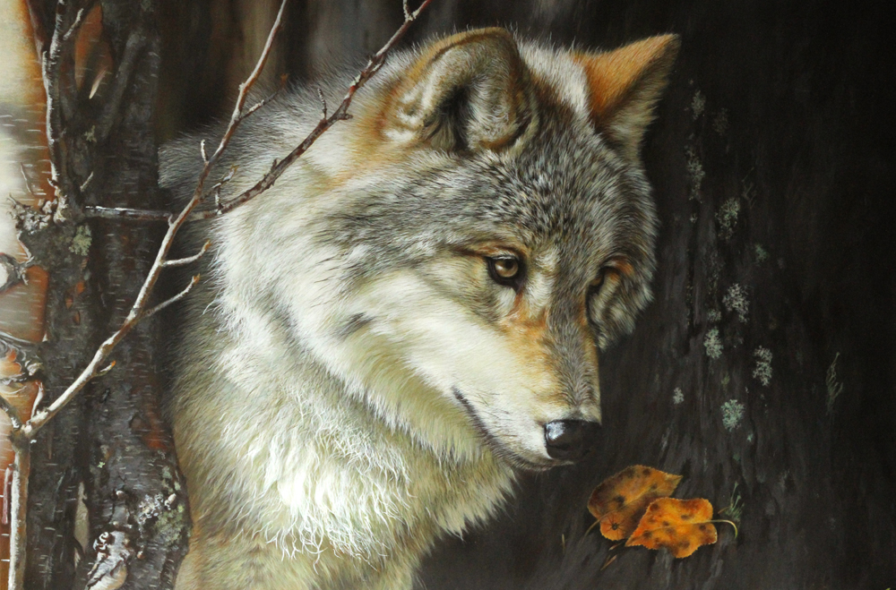 Young Female Wolf | Julia Hargreaves